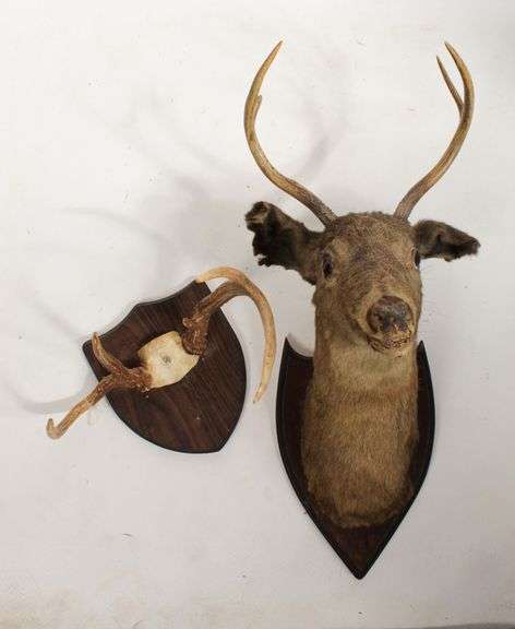 MOUNTED DEER HEAD AND ANTLERS ON WOODEN PLAQUES. - Auction Ohio