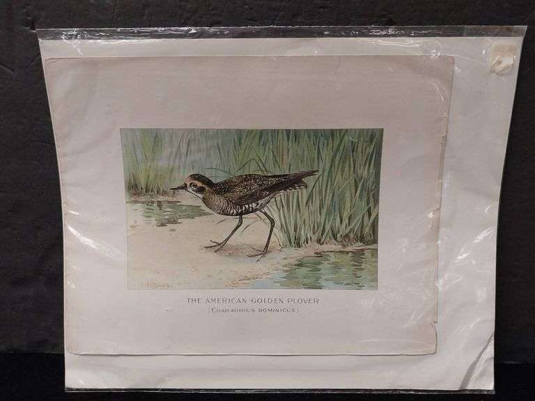 The American Golden Plover Print with Scientific Name Charadrius ...