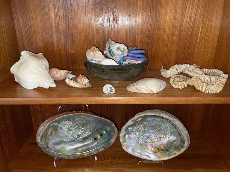 Sea shells - Auction Ohio