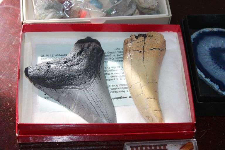 Polished Stone Specimens & Cast Fossil Replicas - Auction Ohio