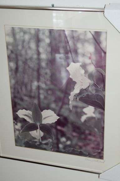 Lily Print - Auction Ohio