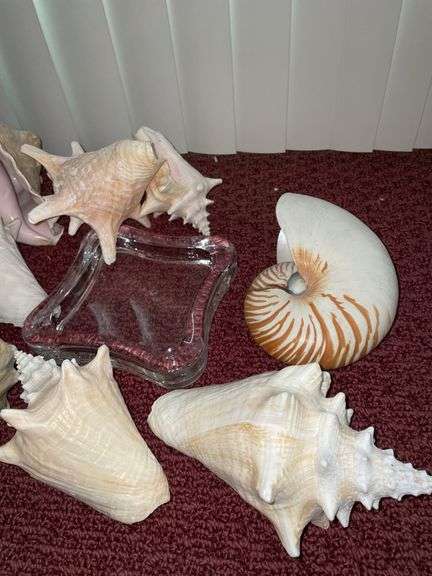 Shell collection - Auction Ohio