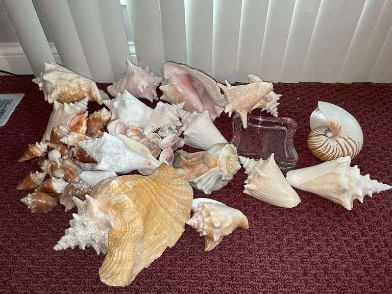 Shell collection - Auction Ohio