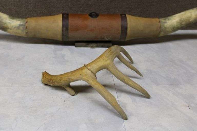 Steer Horns And Shed Antler - Auction Ohio