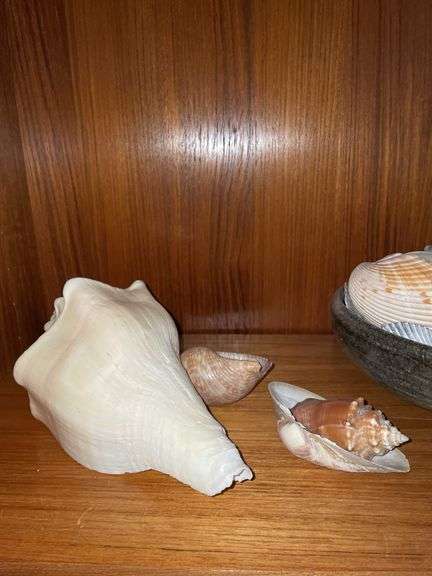 Sea shells - Auction Ohio