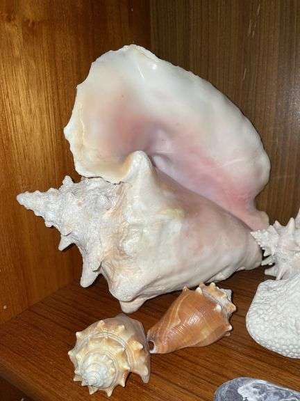Sea shells - Auction Ohio