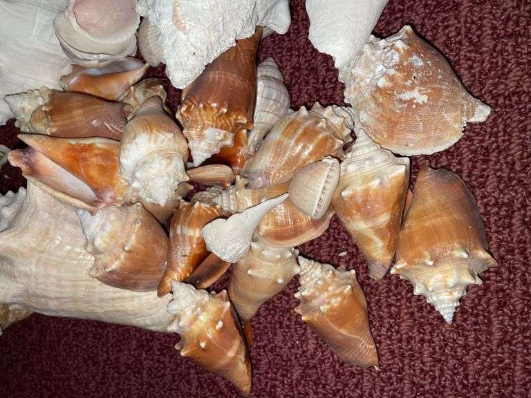 Shell collection - Auction Ohio
