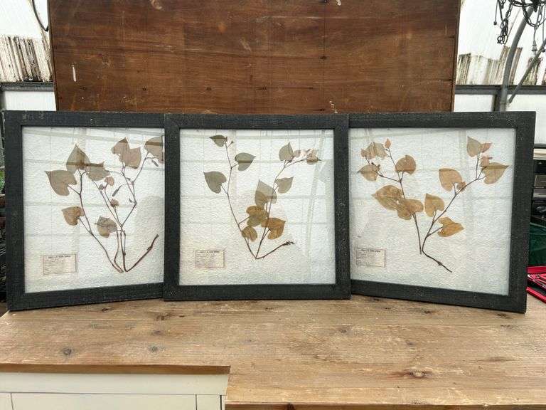 Set of three Pressed Plant Signs - Auction Ohio