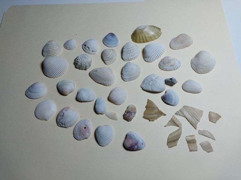 Shell Collection - Auction Ohio