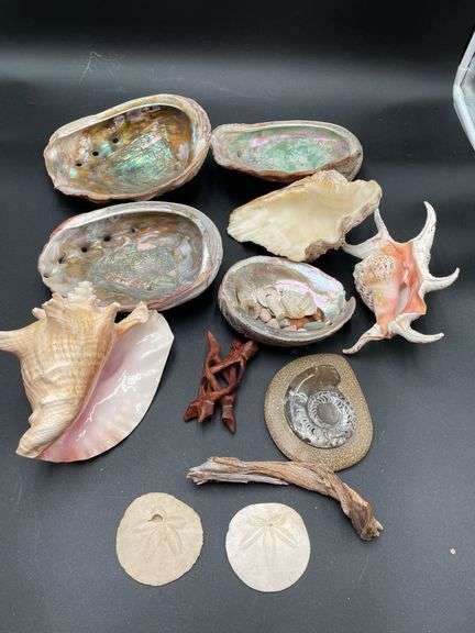 Sea Shells - Auction Ohio