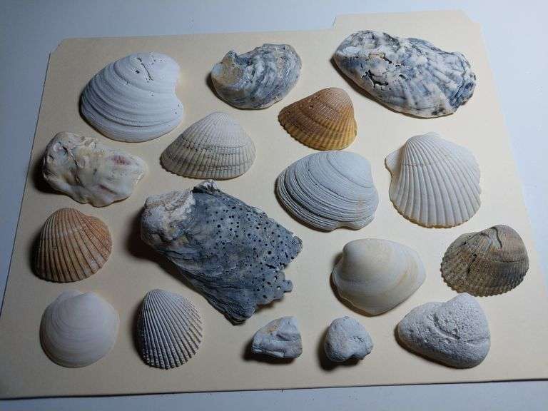 Shell Collection - Auction Ohio