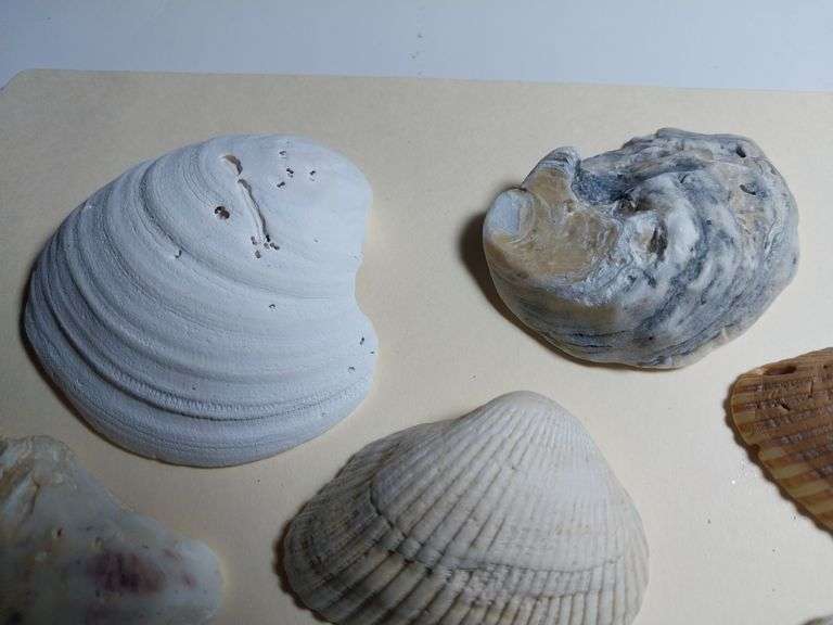 Shell Collection - Auction Ohio