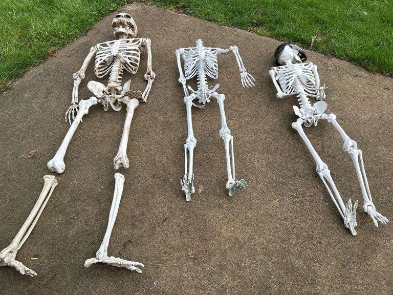 Life Size Skeleton Decor - Auction Ohio