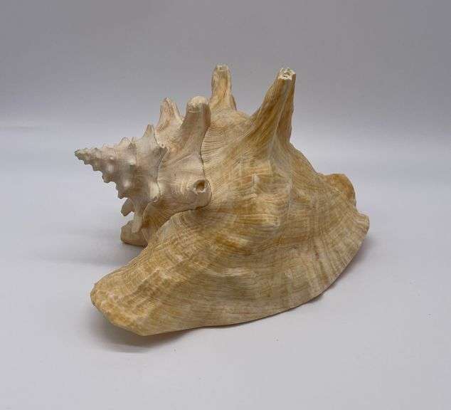 Vintage Conch Sea Shell - Auction Ohio