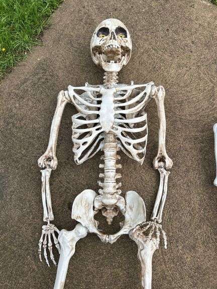 Life Size Skeleton Decor - Auction Ohio