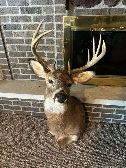 Buck Mount - Auction Ohio