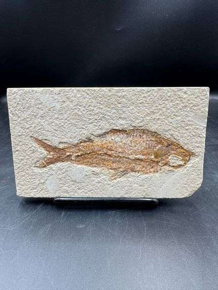Fossilized Fish Specimen on Sedimentary Stone - Auction Ohio