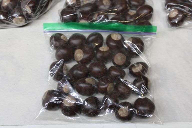 Bagged Buckeye Nuts in Ziplock Bags - Auction Ohio