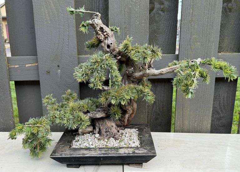 Faux Japanese Bonsai Tree in Rectangular Pot - Auction Ohio