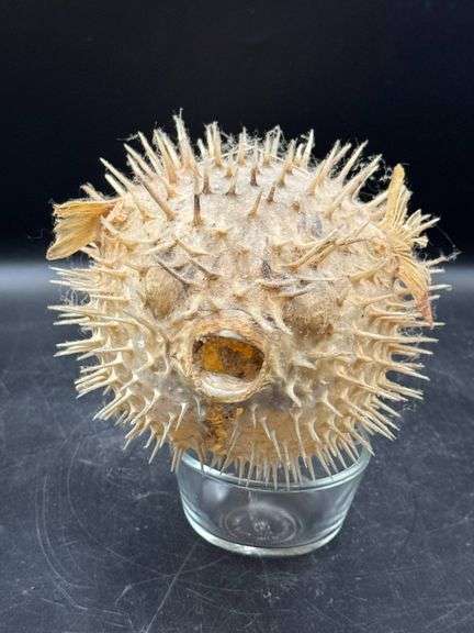 Taxidermy Puffer Fish - Auction Ohio