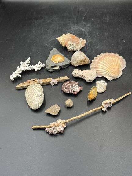 Collection of Seashells, Coral, Barnacles, and Fossilized Specimens ...
