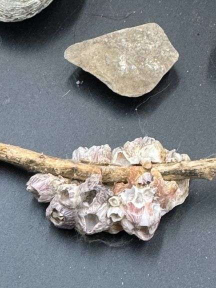 Collection of Seashells, Coral, Barnacles, and Fossilized Specimens ...