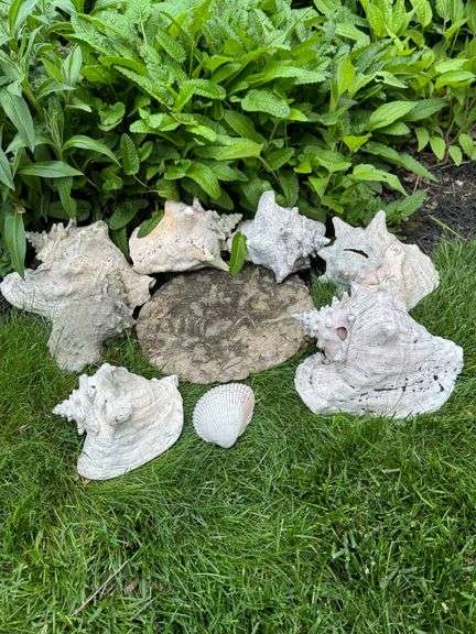 Large Conch and Marine Fossil Shells with Stone Fossil Accent - Auction ...