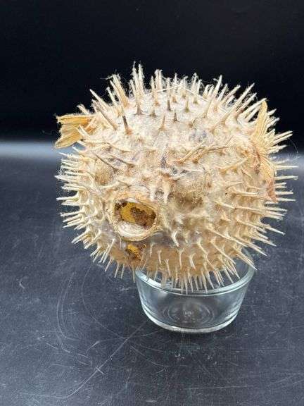 Taxidermy Puffer Fish - Auction Ohio