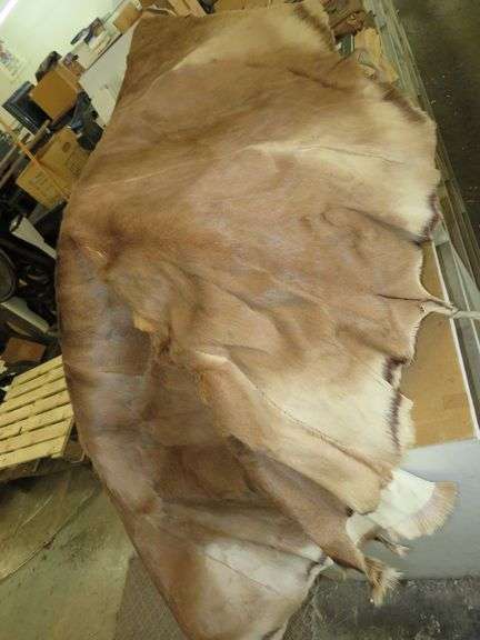 Deer Hide - Auction Ohio