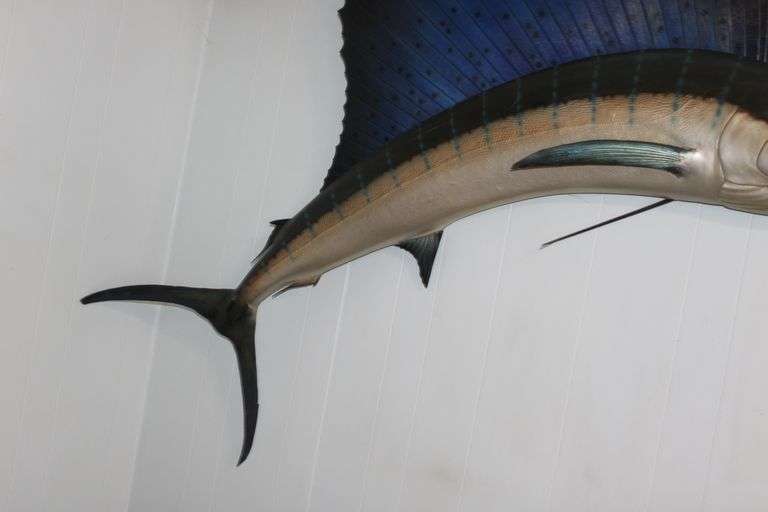Large Sailfish Mount - Auction Ohio