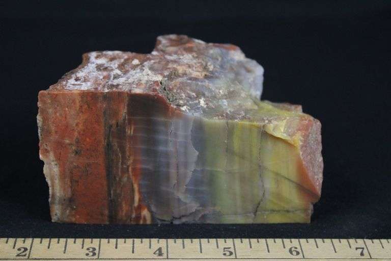 Rainbow Petrified Wood - Auction Ohio