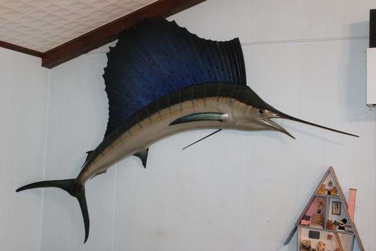 Large Sailfish Mount - Auction Ohio