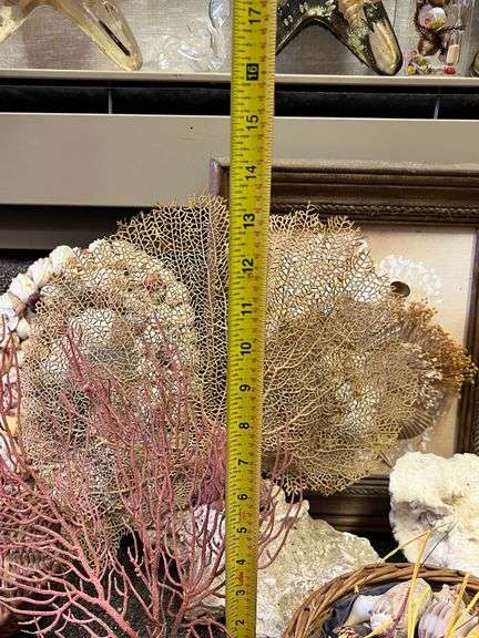 Misc. Seashell Décor - Auction Ohio