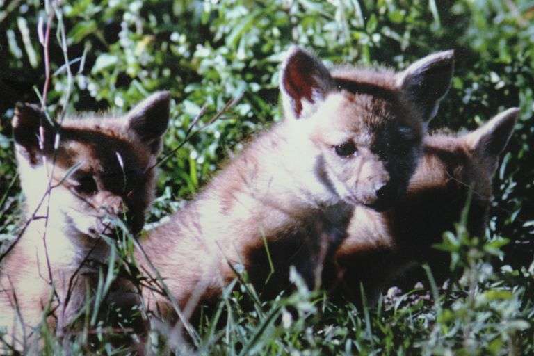 Fox Kits Print - Auction Ohio