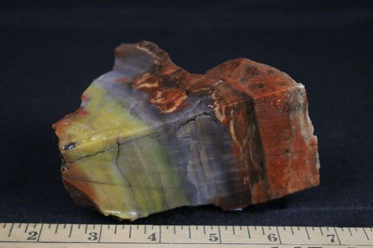 Rainbow Petrified Wood - Auction Ohio