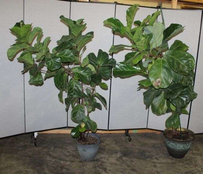 Fiddle Leaf Fig Trees, Tallest Measuring 7 Feet - Auction Ohio
