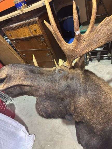 Moose mount!! - Auction Ohio