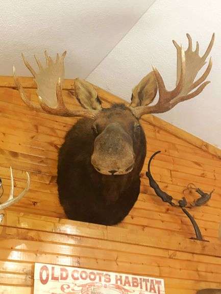Moose mount!! - Auction Ohio