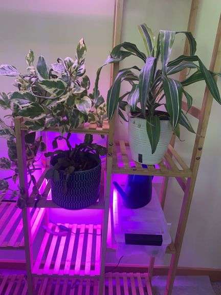Three live potted plants and plant care items - Auction Ohio