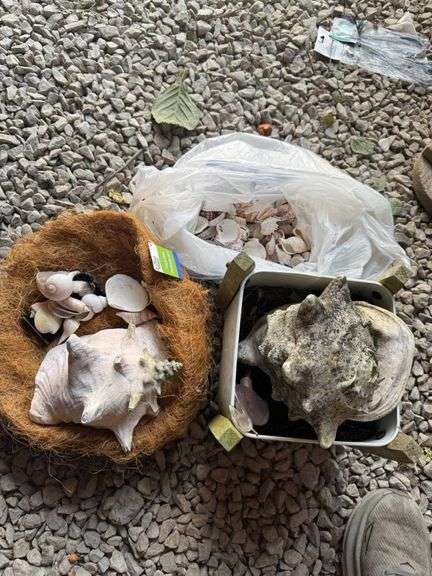 Sea Shell Collection in Containers - Auction Ohio