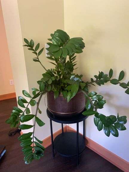 Live ZZ Plant in large metal planter - black table - Auction Ohio