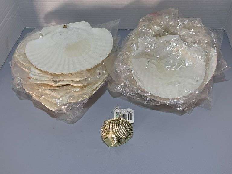 Collector Shells - Auction Ohio