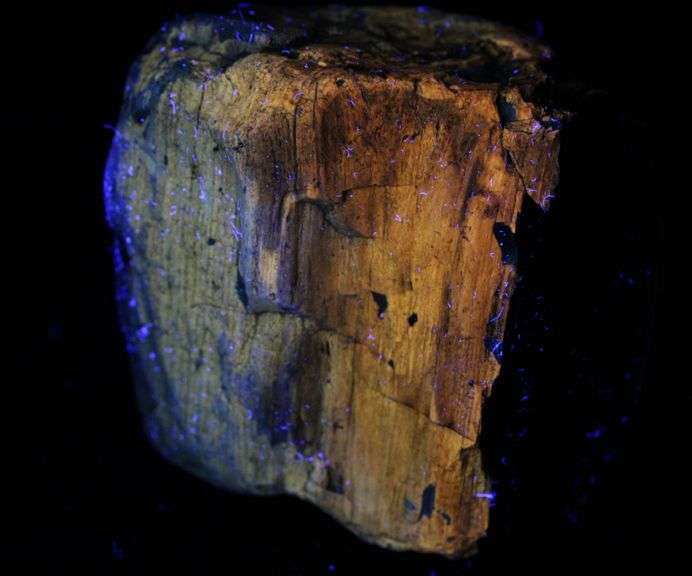 Fluorescent Petrified Wood - Auction Ohio