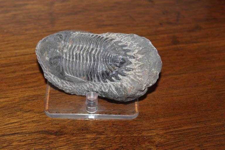 Trilobite Fossil Specimen - Auction Ohio