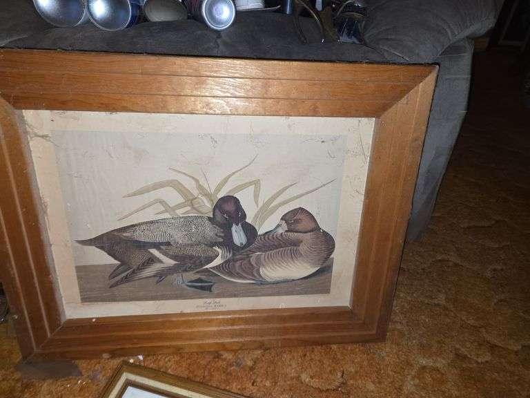 Sanderling - 1941 Audubon "Birds of America" Original Color Bird Print ...