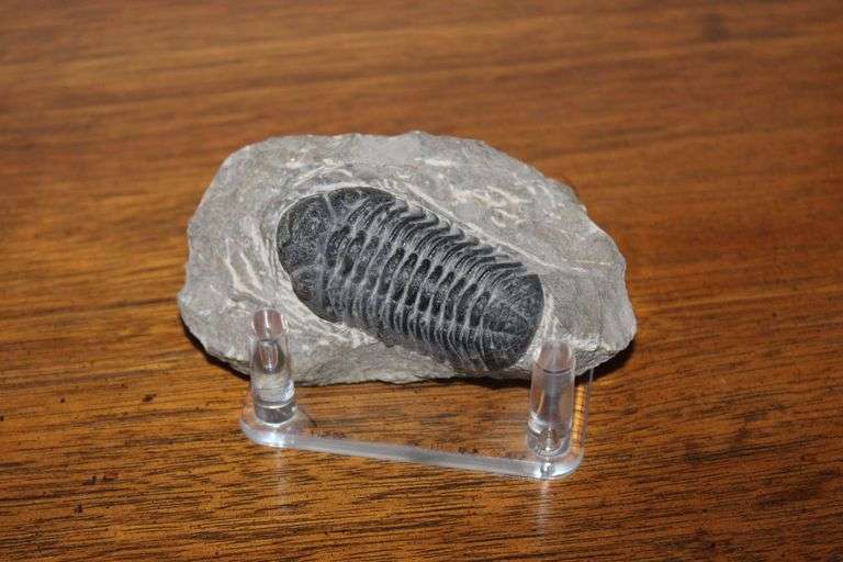 Trilobite Fossil Specimen - Auction Ohio