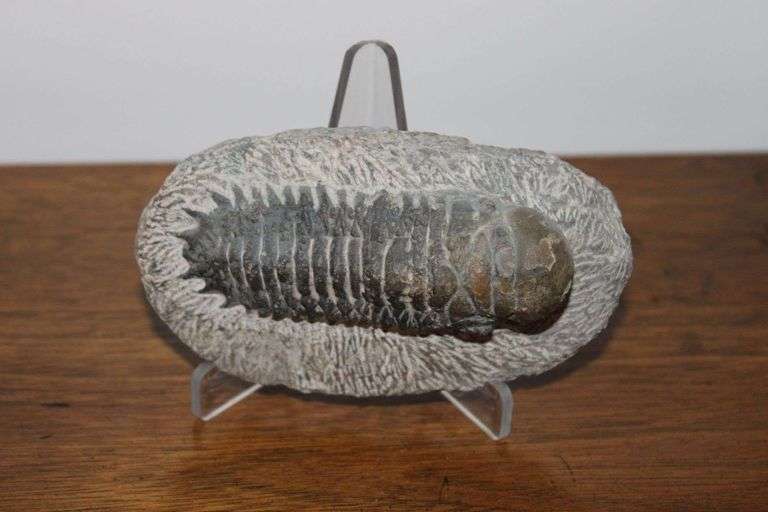 Amazing Collection of Fossils, Rock Specimens, Shells, Books, DVDs ...