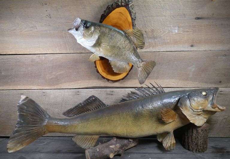 Real Skin Fish Mounts - Auction Ohio