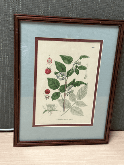 Framed Botanical Print of Rubus Idaeus (Raspberry), Plate 306 - Auction ...