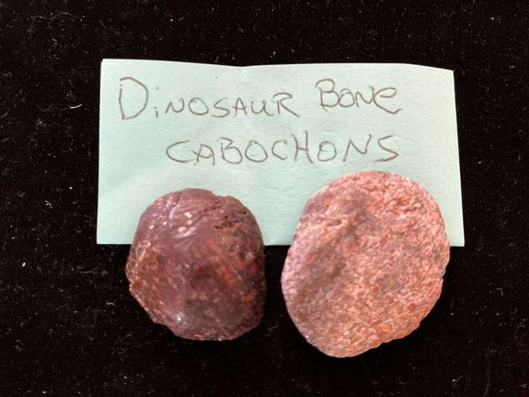 Dinosaur Bone Cabochons - Apexx Auctions